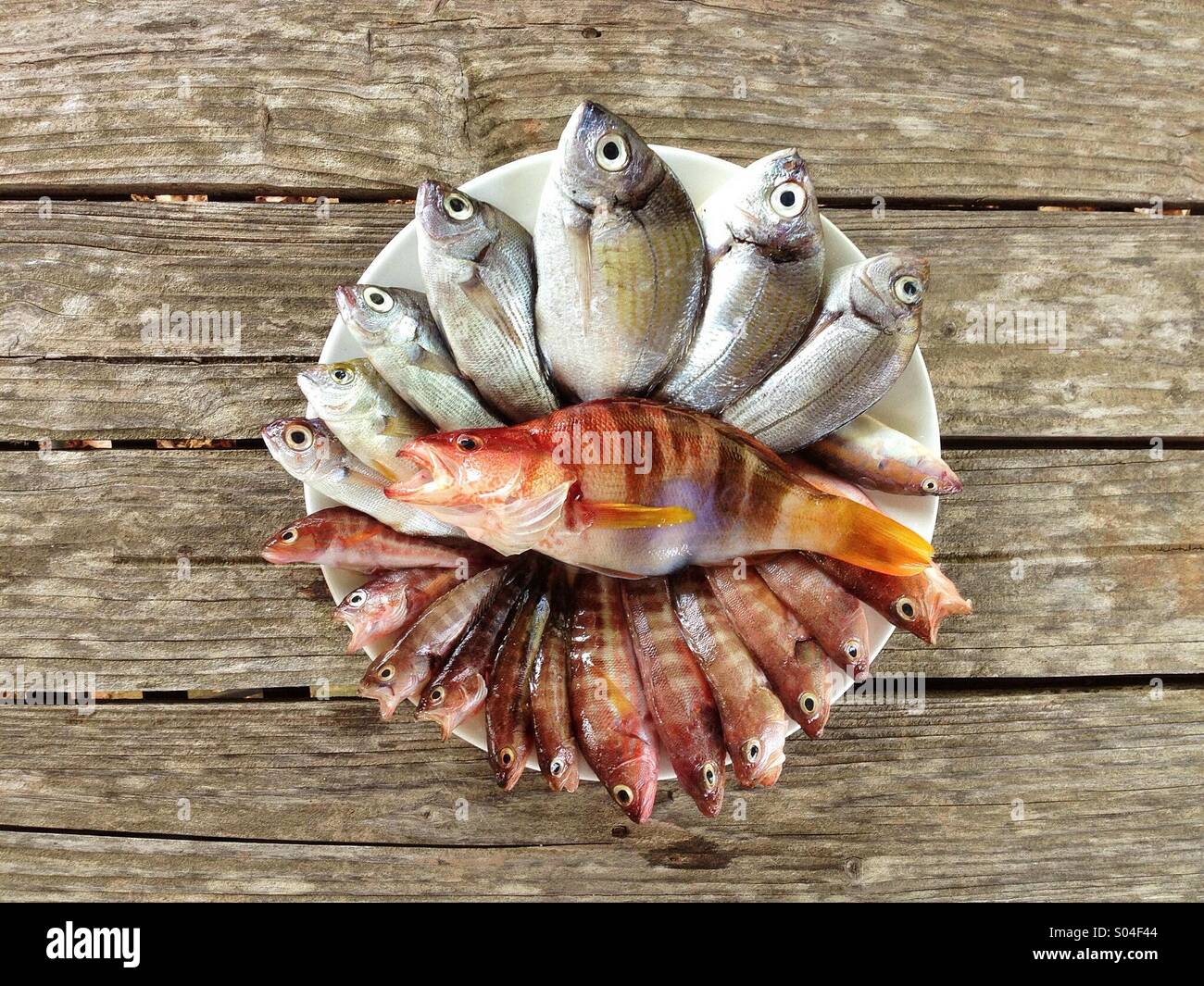 Fishing cuisine seafood catch hi-res stock photography and images - Alamy
