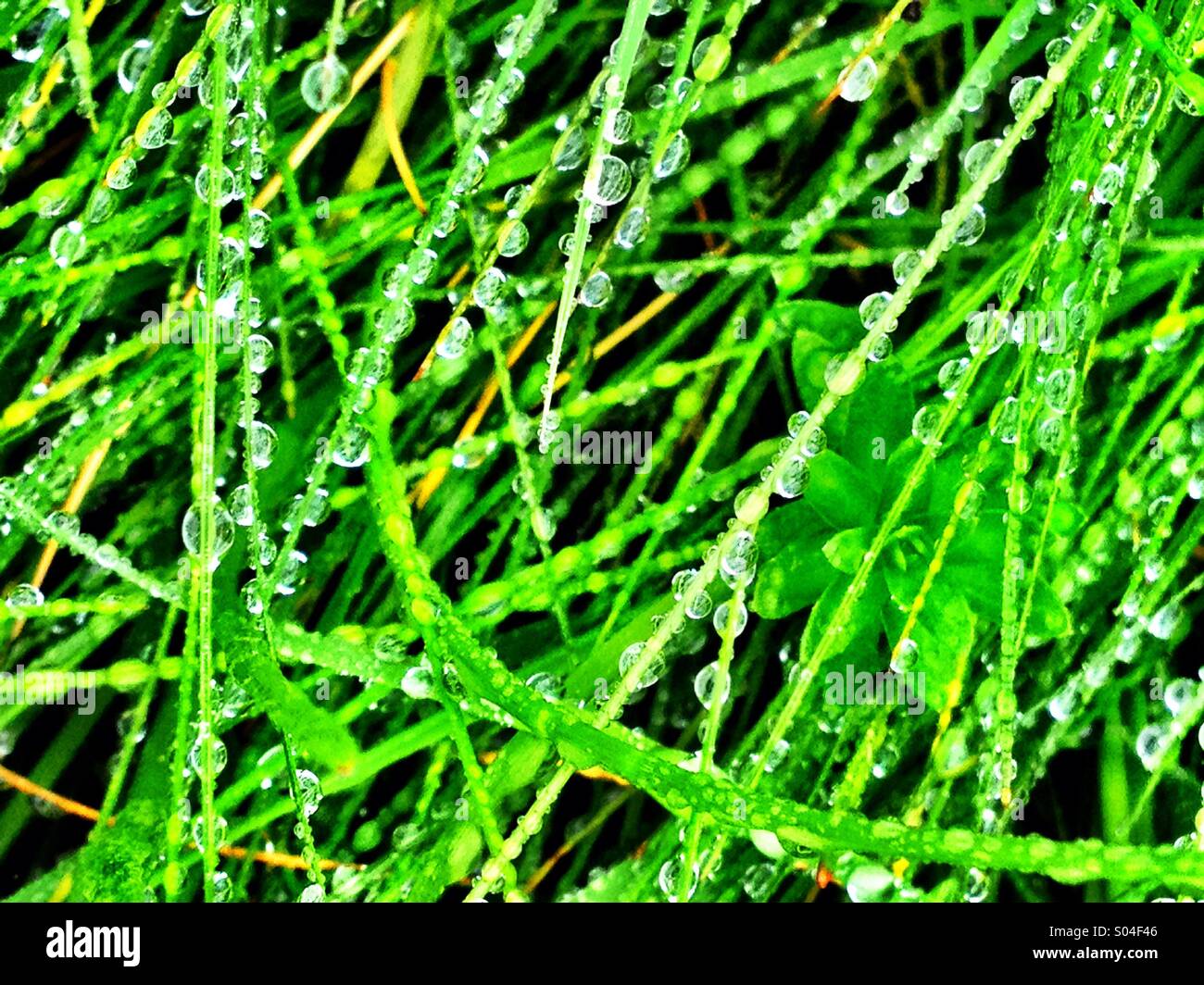 Grass and raindrops Stock Photo - Alamy