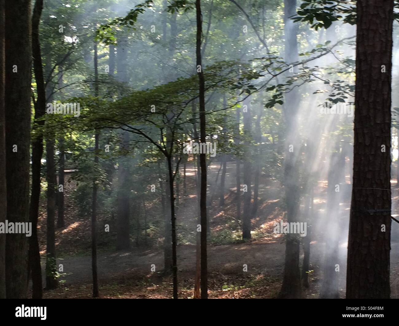 Smoke in woods hi-res stock photography and images - Alamy