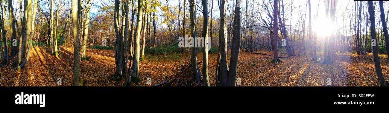 Morning sun in autumnal woodland Stock Photo - Alamy