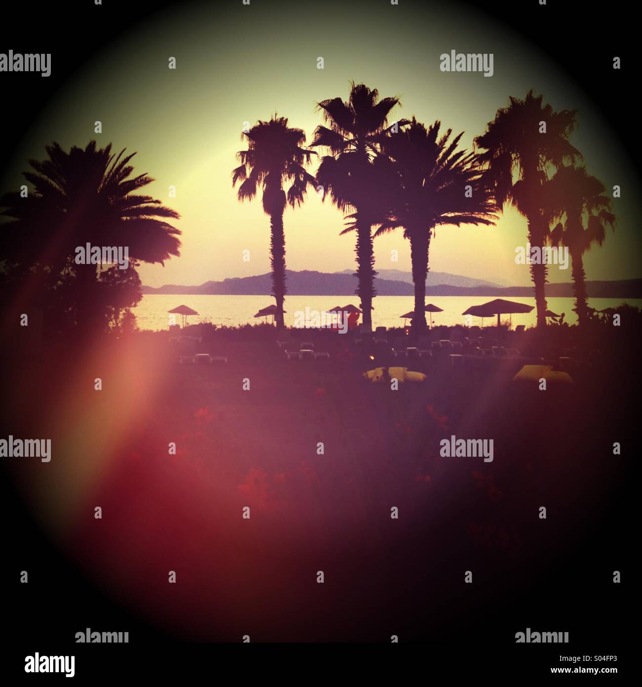 Luxurious palm trees hi-res stock photography and images - Alamy