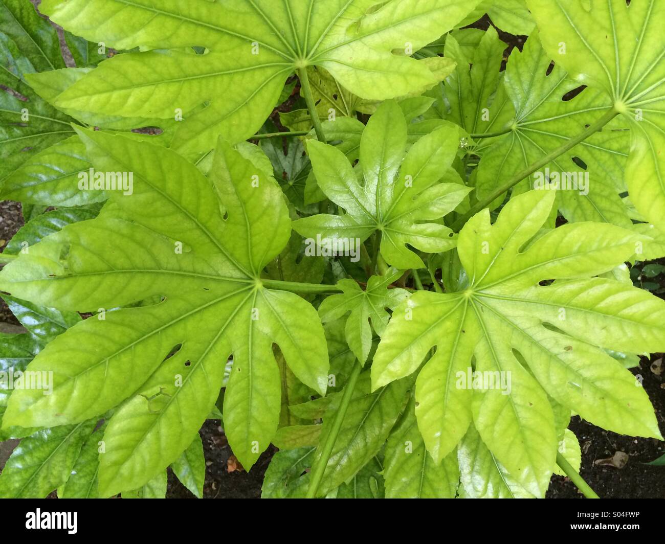 Shiny plant hi-res stock photography and images - Alamy