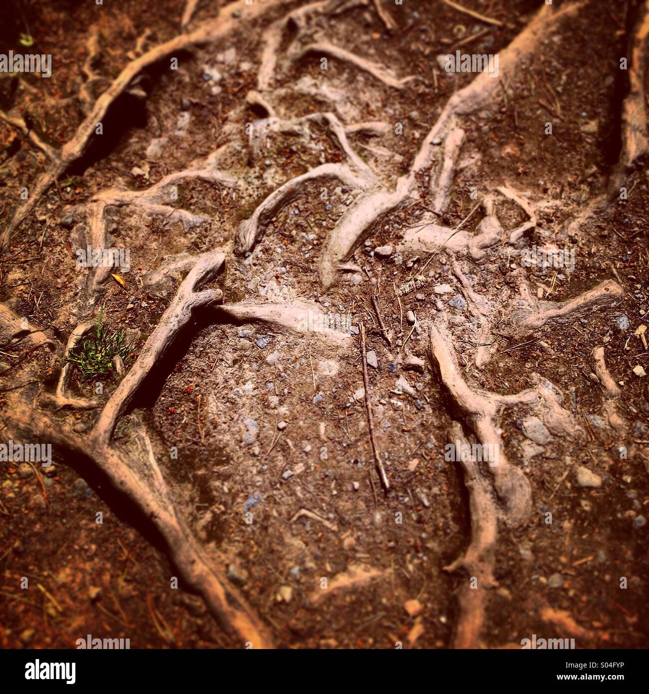 Root and earth hi-res stock photography and images - Alamy