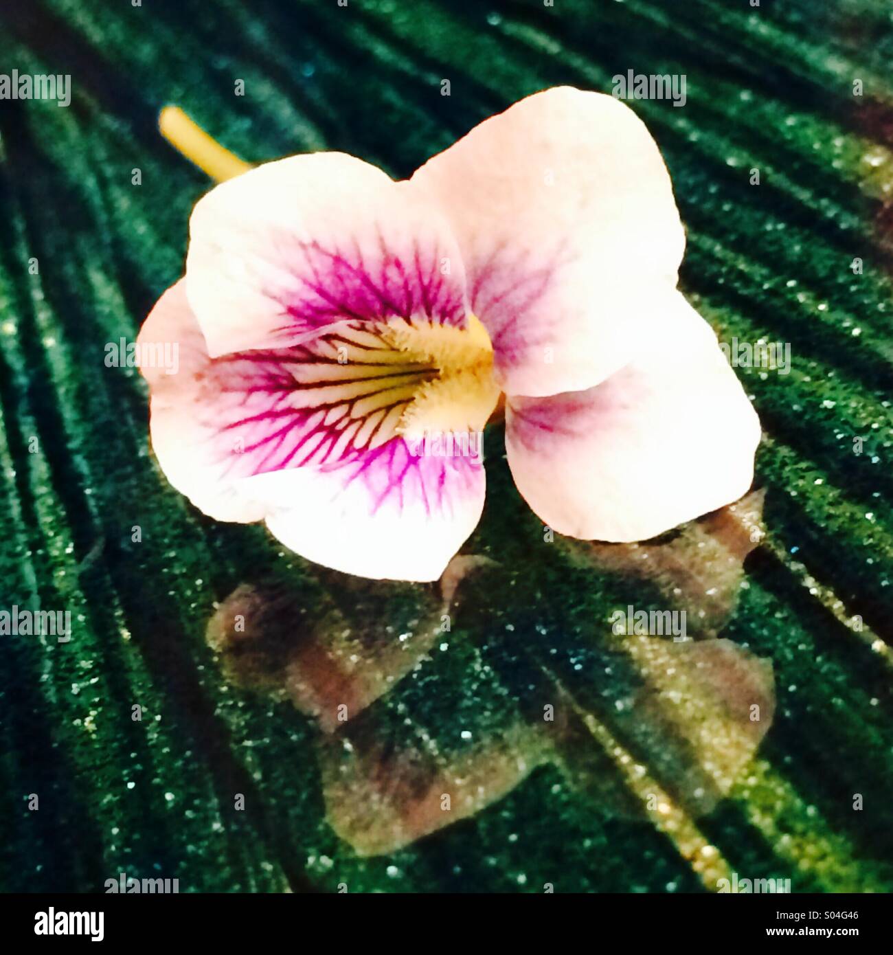 Gold blue sparkle hi-res stock photography and images - Alamy