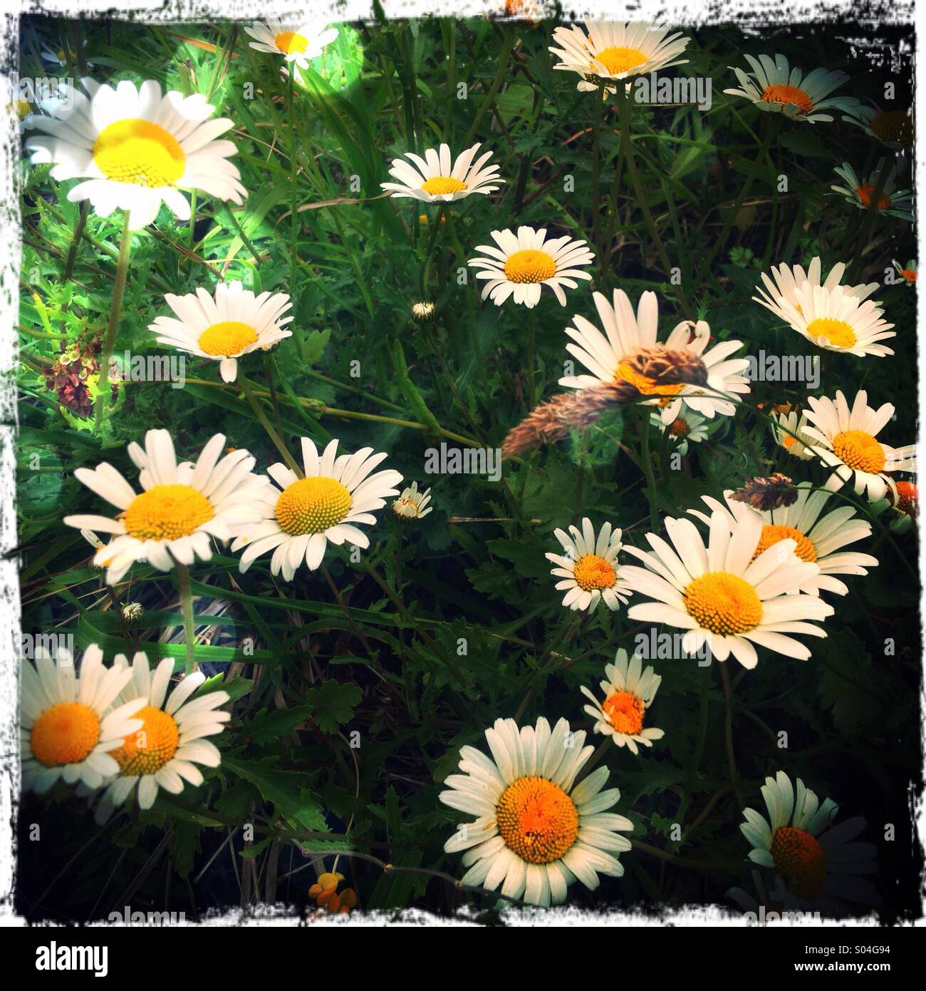 Beach Daisy Stock Photos & Beach Daisy Stock Images - Alamy