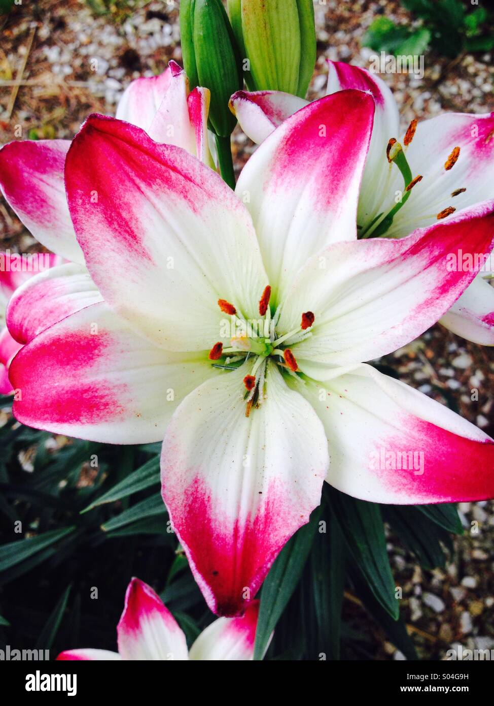 Pink and white flower Stock Photo - Alamy
