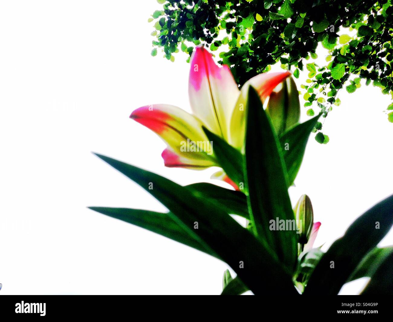 Pink flower with green leaves hi-res stock photography and images - Alamy