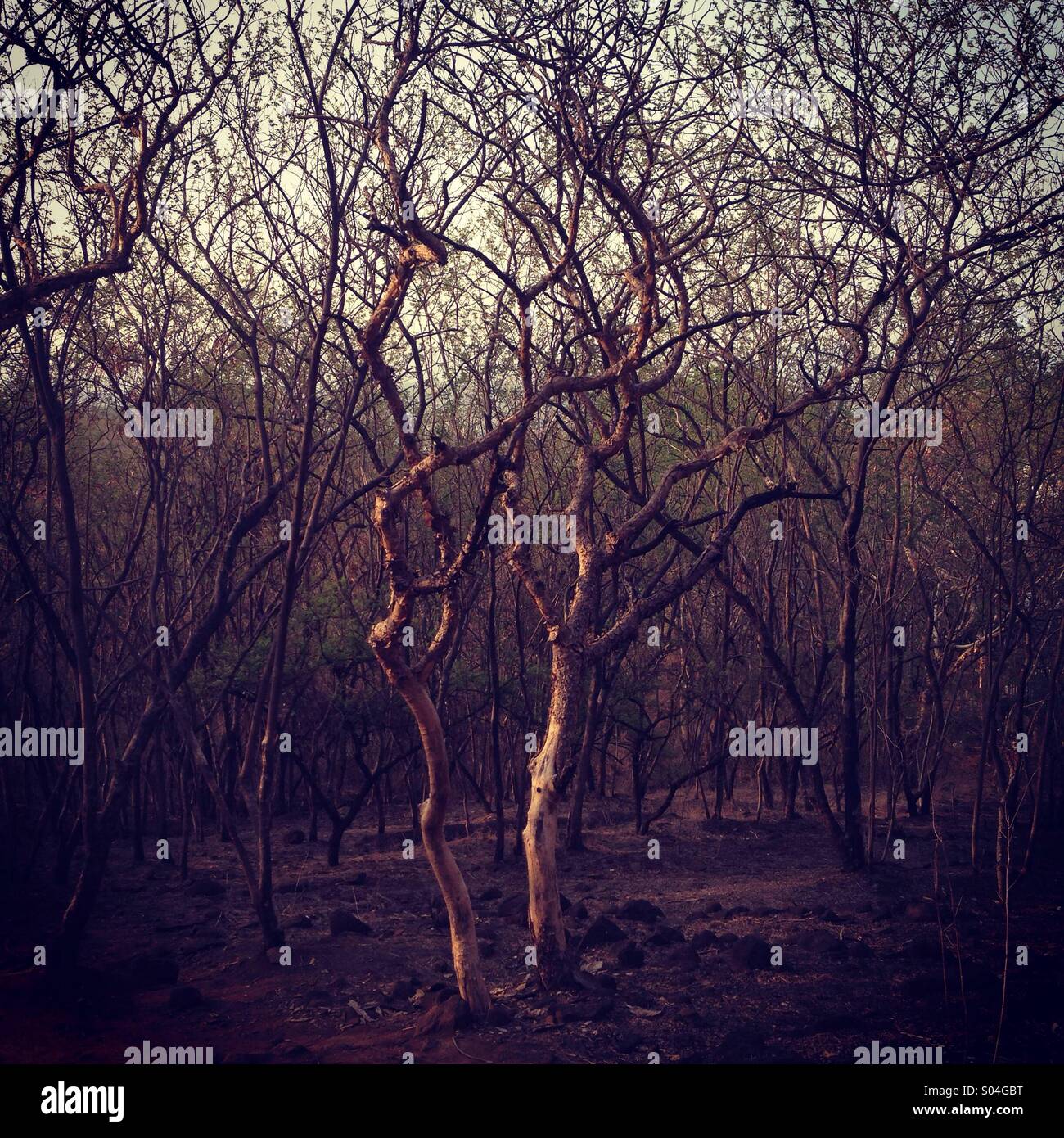 Dance of the trees hi-res stock photography and images - Alamy