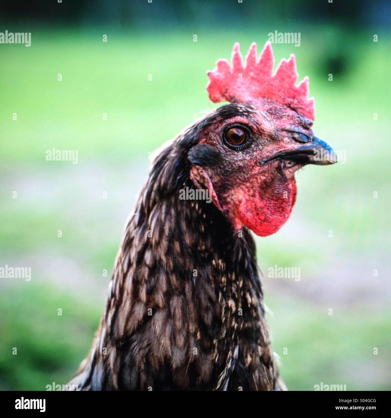 Chicken close up portrait, Limousine breed hen, La Creuse, Limousin ...