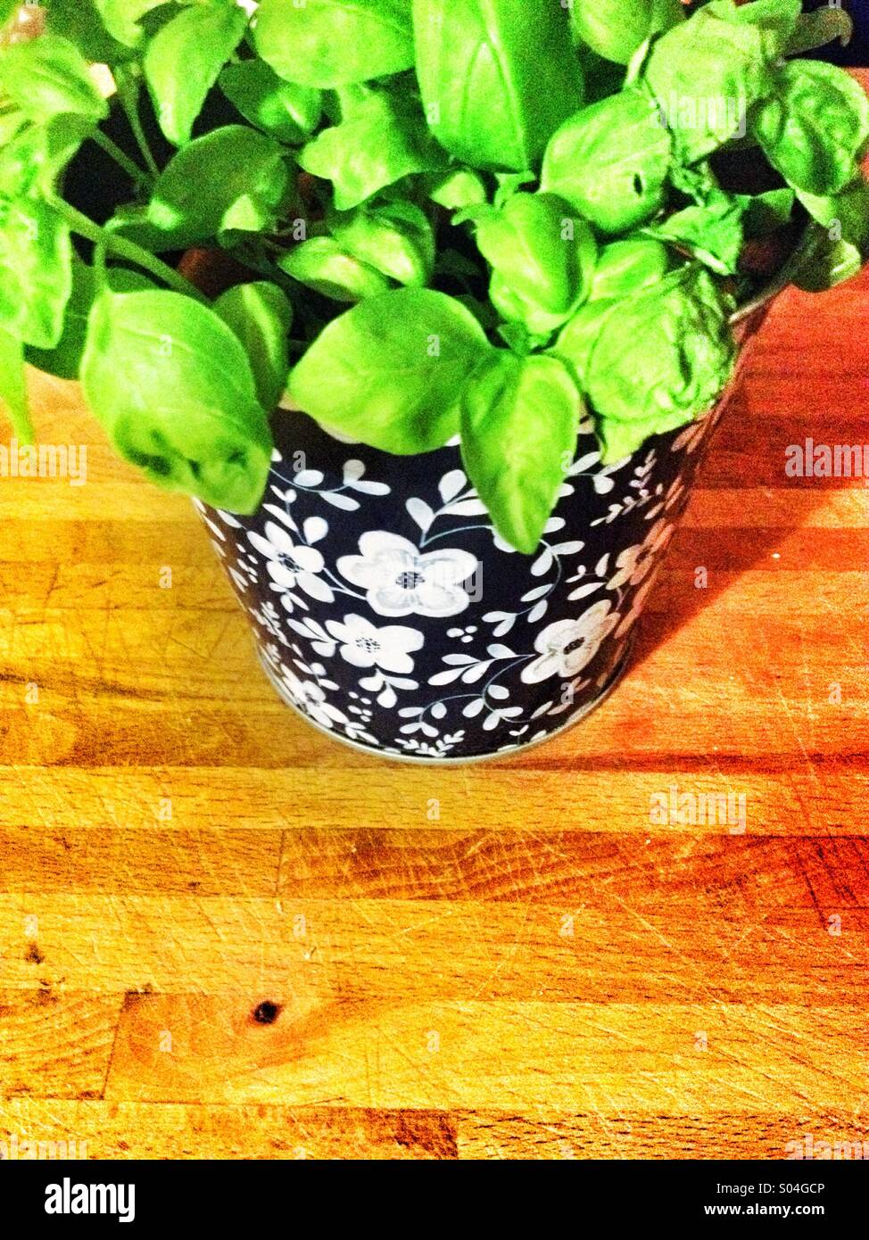 Pot basil in kitchen hi-res stock photography and images - Alamy