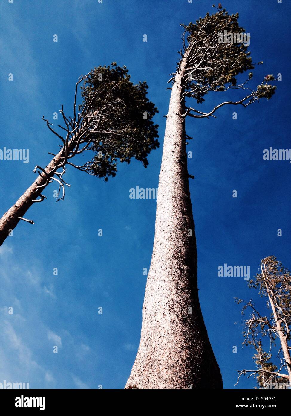 Mountain trees wind hi-res stock photography and images - Alamy