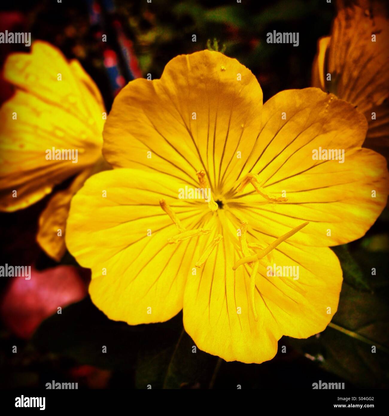 Pic of flowers hi-res stock photography and images - Alamy
