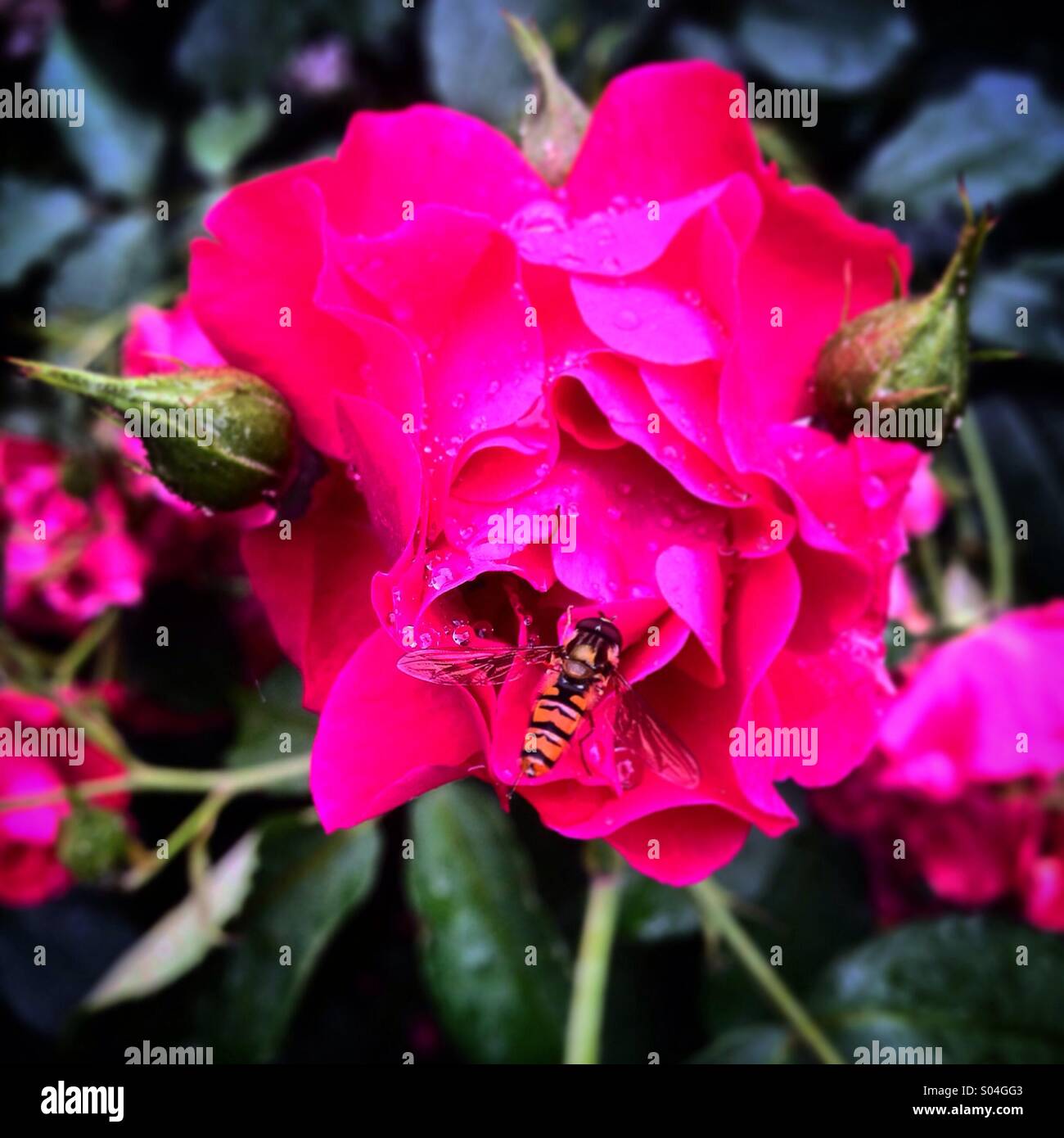 Ping Rose High Resolution Stock Photography and Images - Alamy