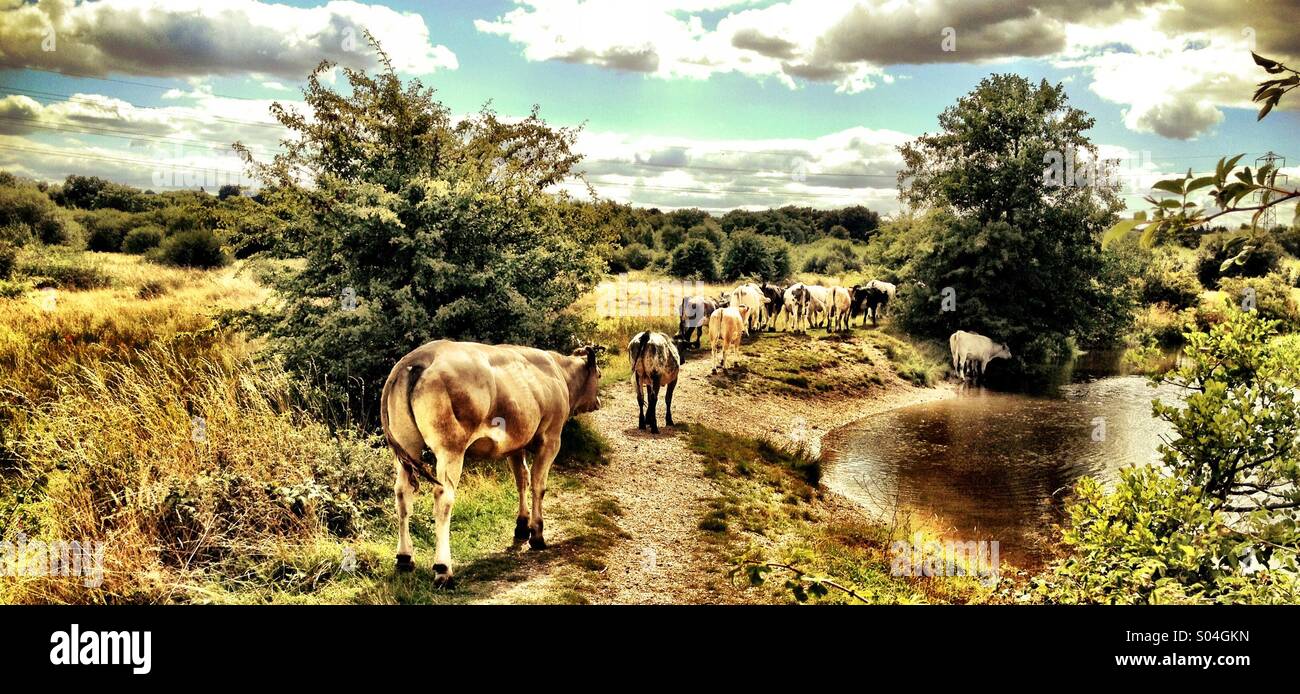 Cow trail hi-res stock photography and images - Alamy