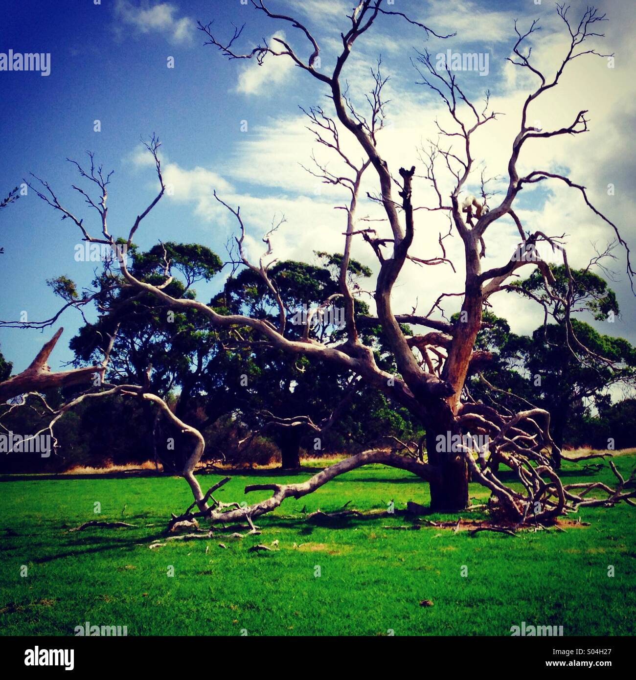 Gnarly tree hi-res stock photography and images - Alamy