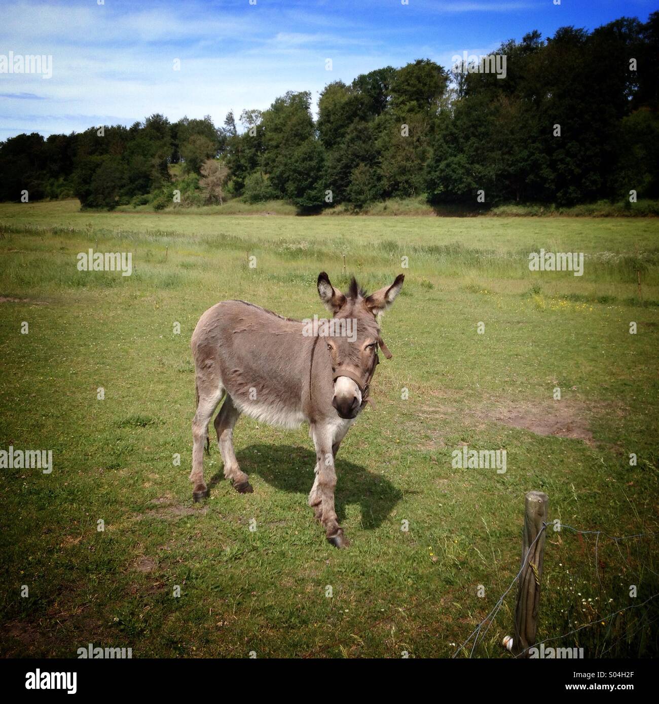 Donkey tree hi-res stock photography and images - Alamy