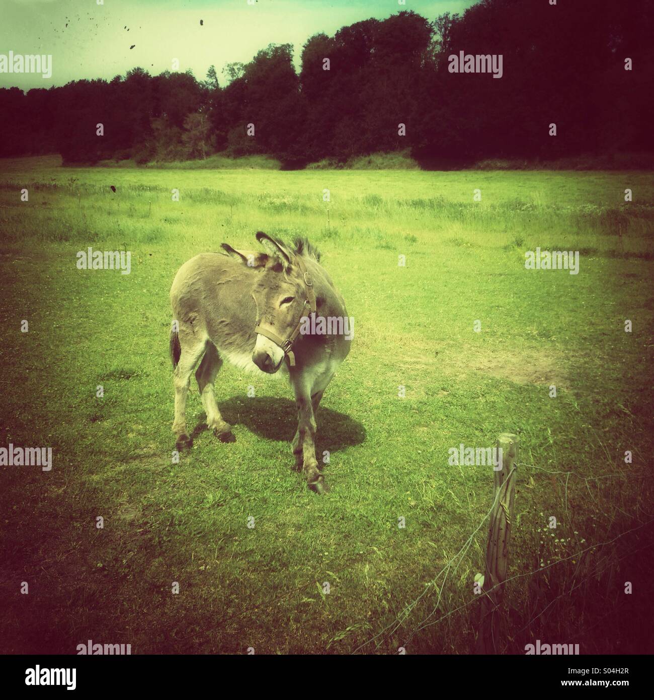 Donkey tree hi-res stock photography and images - Alamy