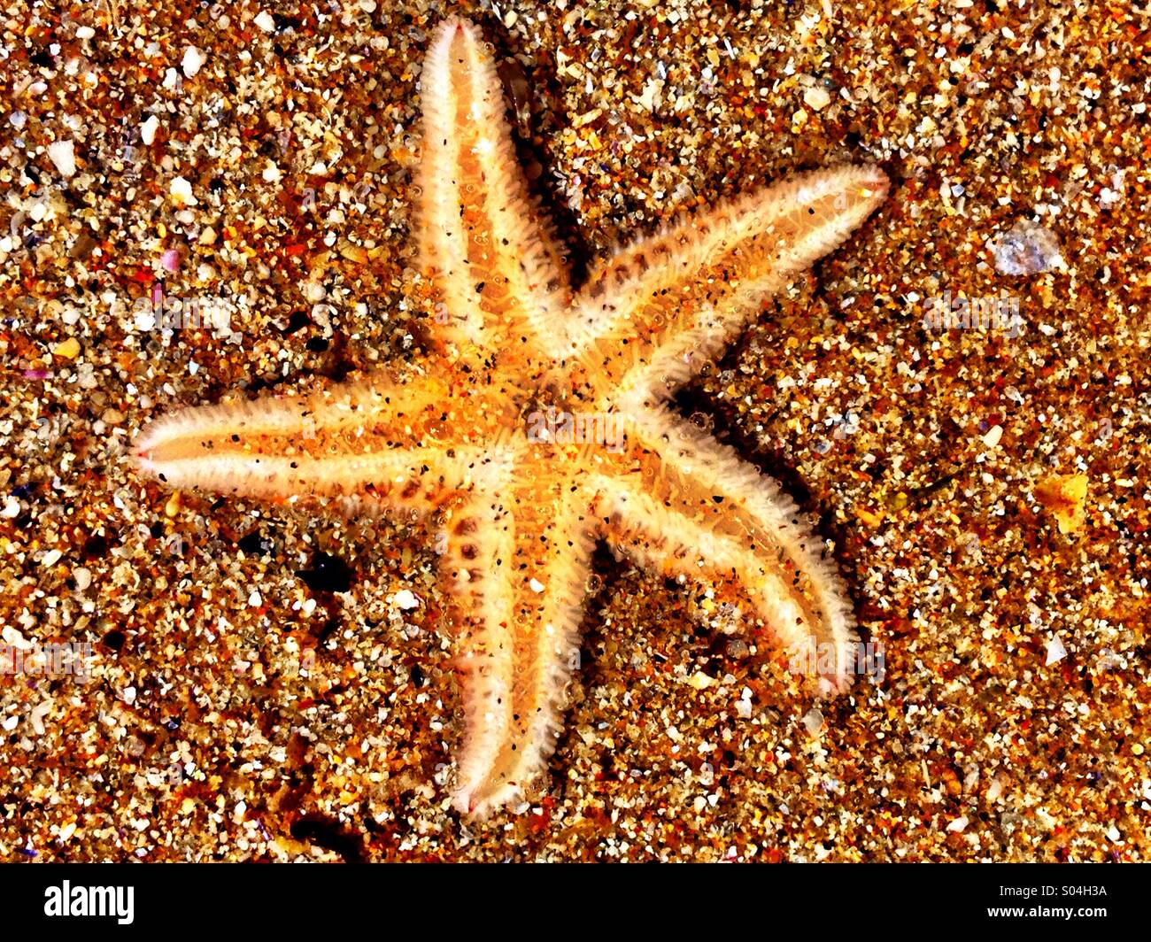 Starfish texture hi-res stock photography and images - Alamy