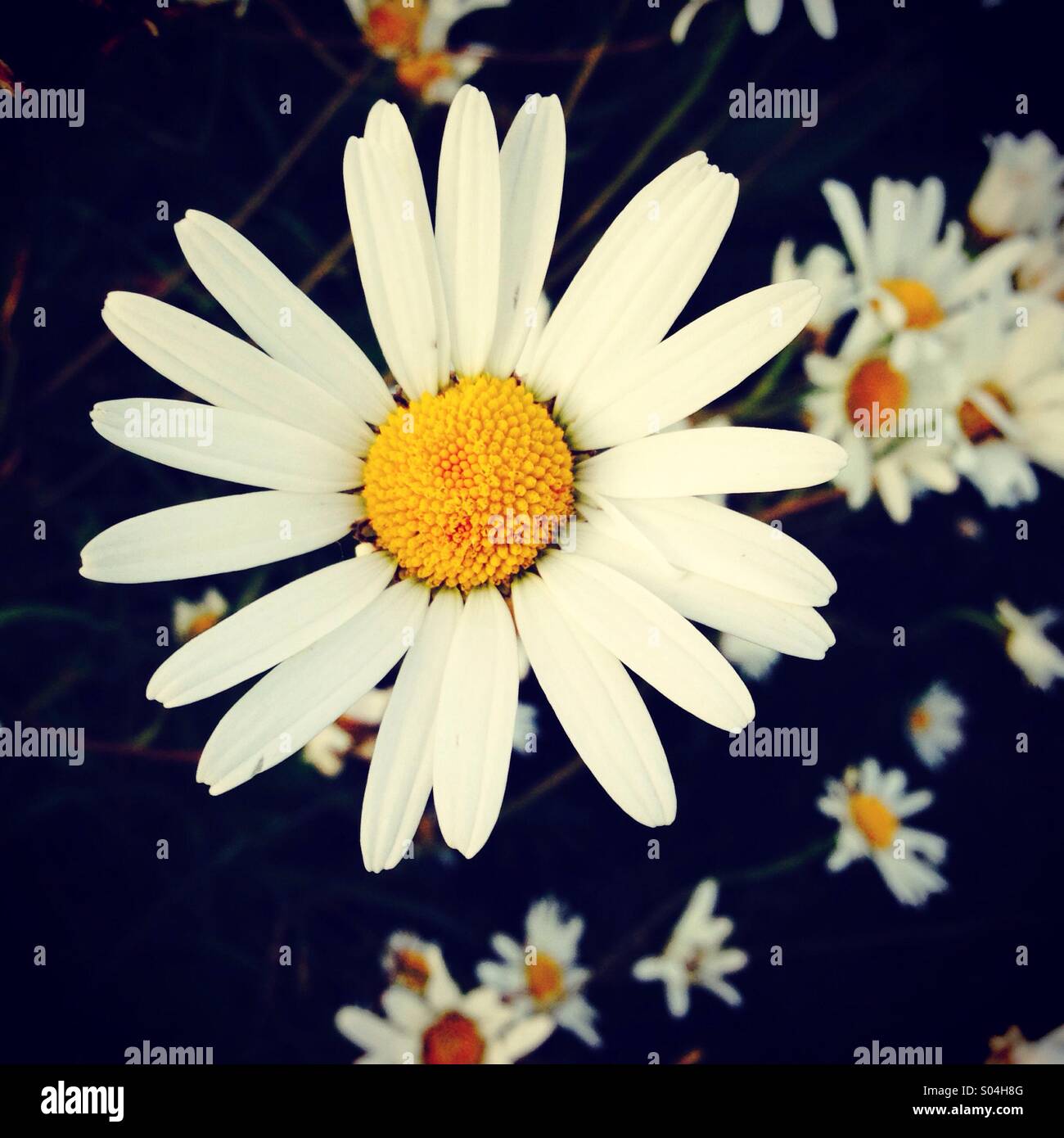 Daisy hi-res stock photography and images - Alamy