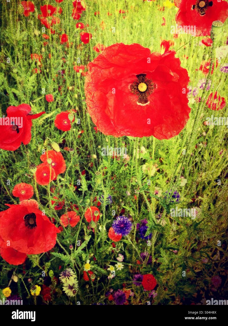 Poppies and wild flowers Stock Photo - Alamy