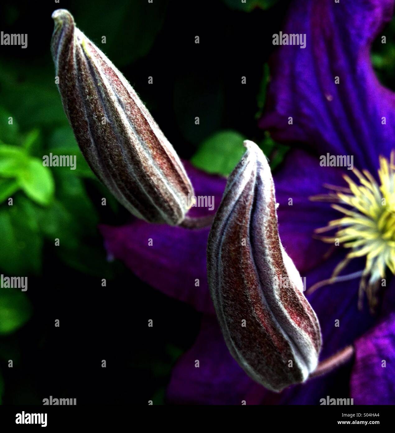 Clematis Buds Stock Photos & Clematis Buds Stock Images - Alamy
