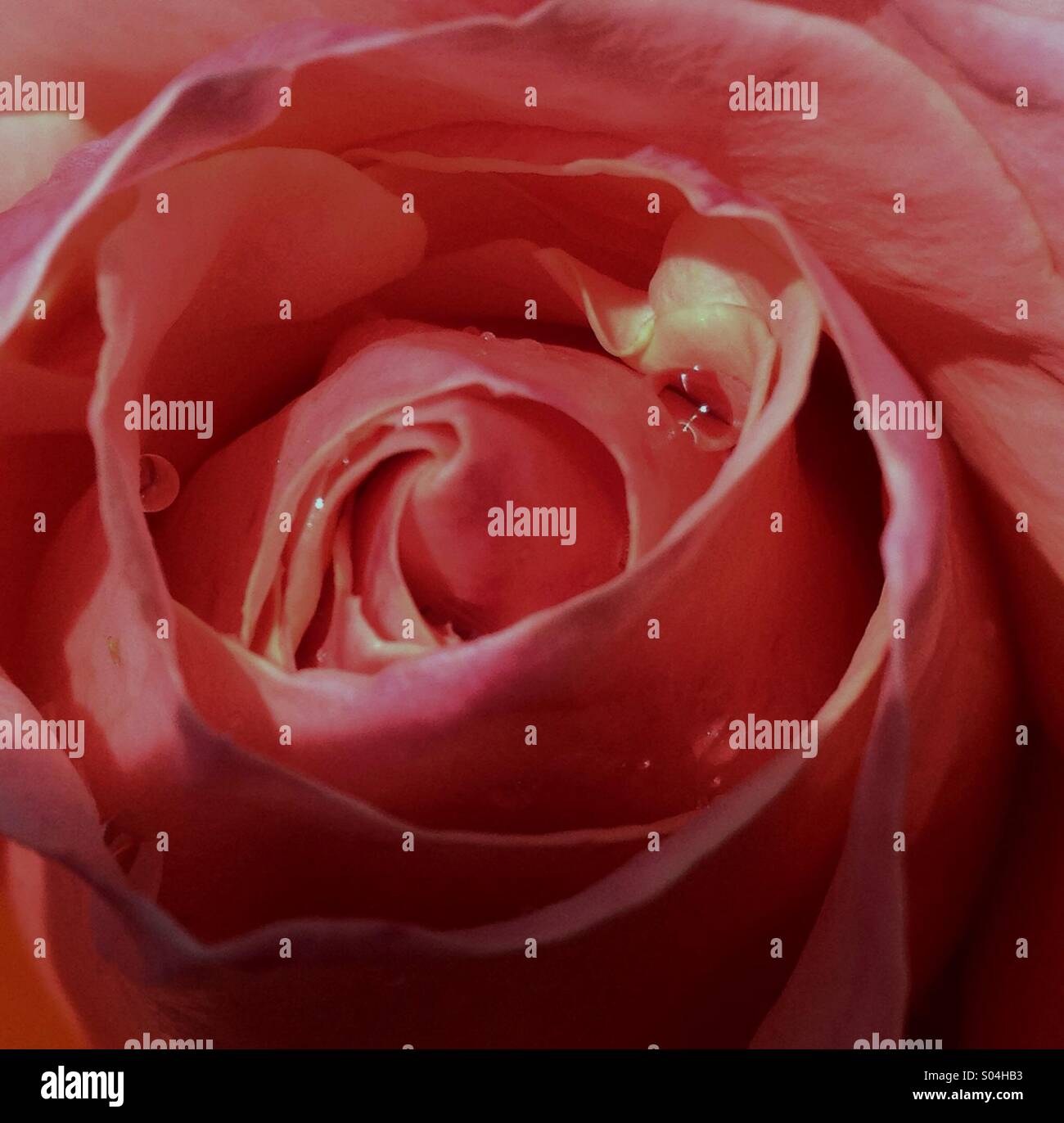 Tight pink rose hi-res stock photography and images - Alamy