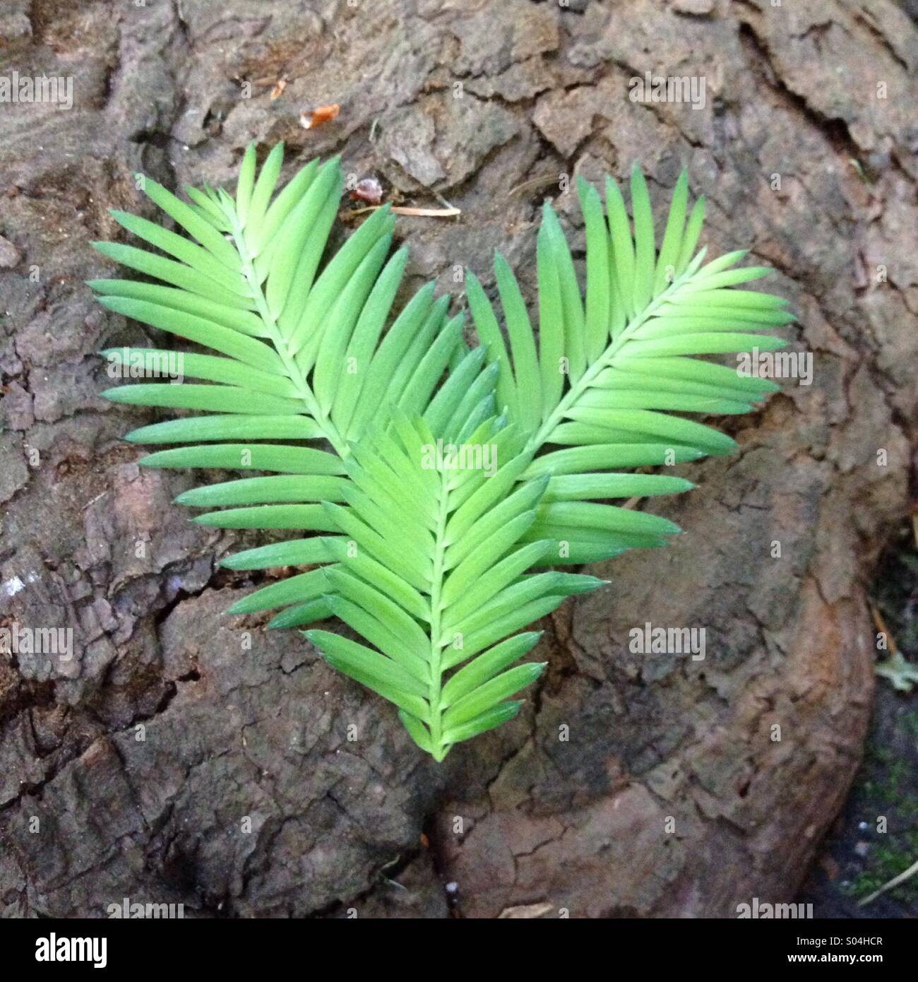 Redwood needle hi-res stock photography and images - Alamy