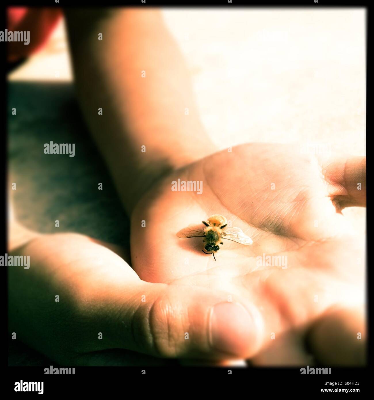Dead Bee Hand High Resolution Stock Photography and Images - Alamy