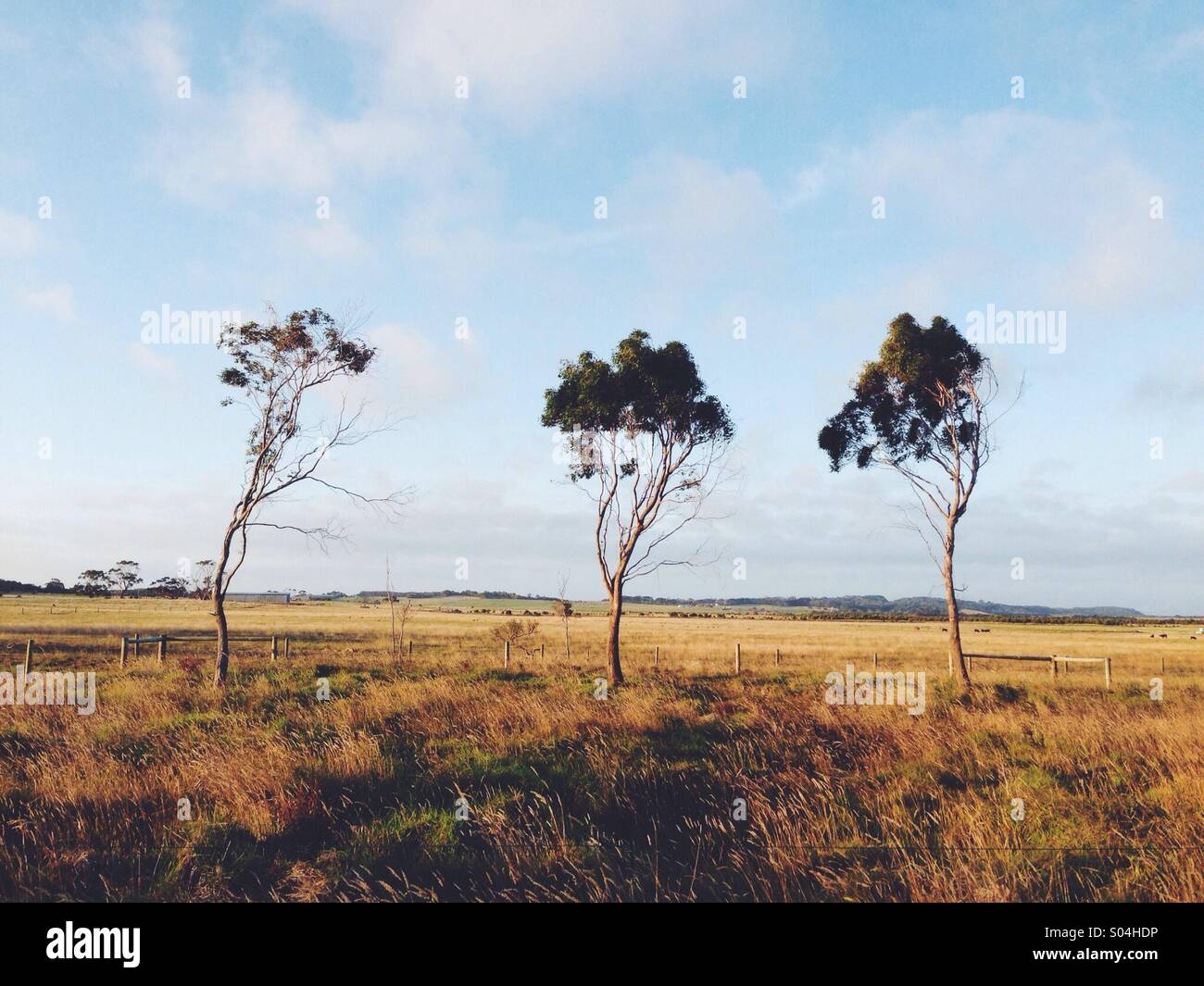 Three lone trees Stock Photo - Alamy