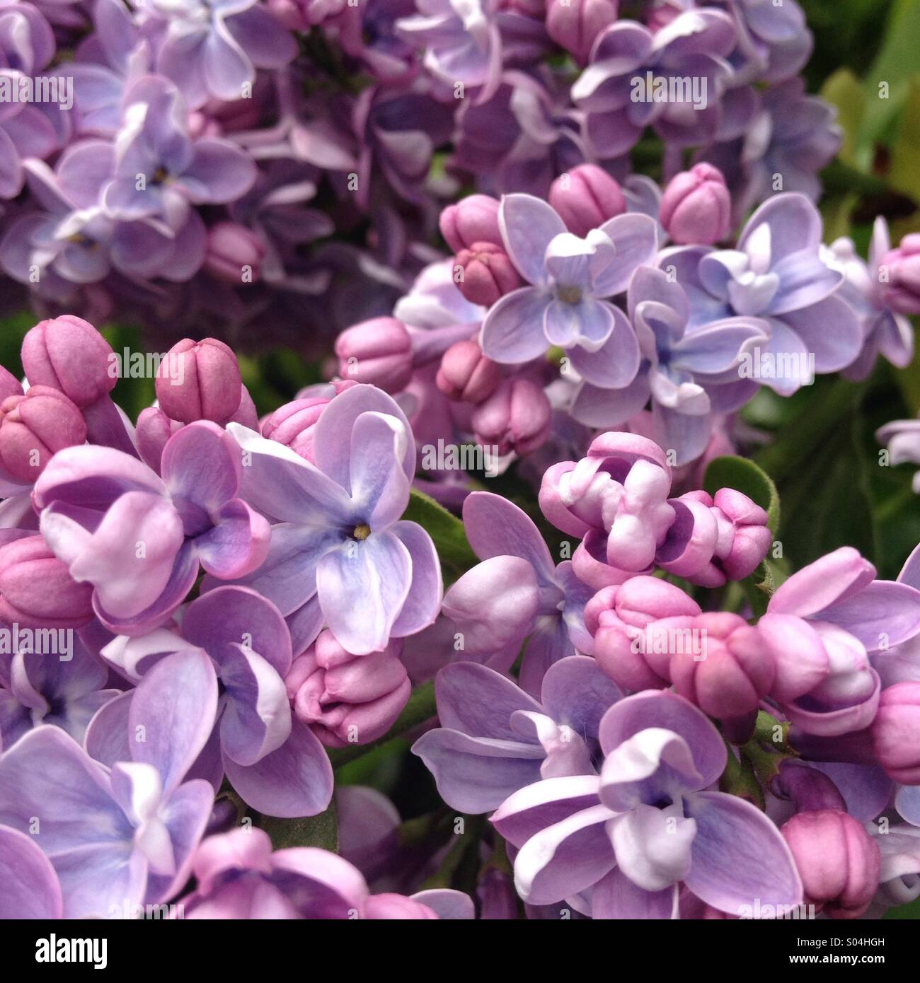 Purple pastel hi-res stock photography and images - Alamy