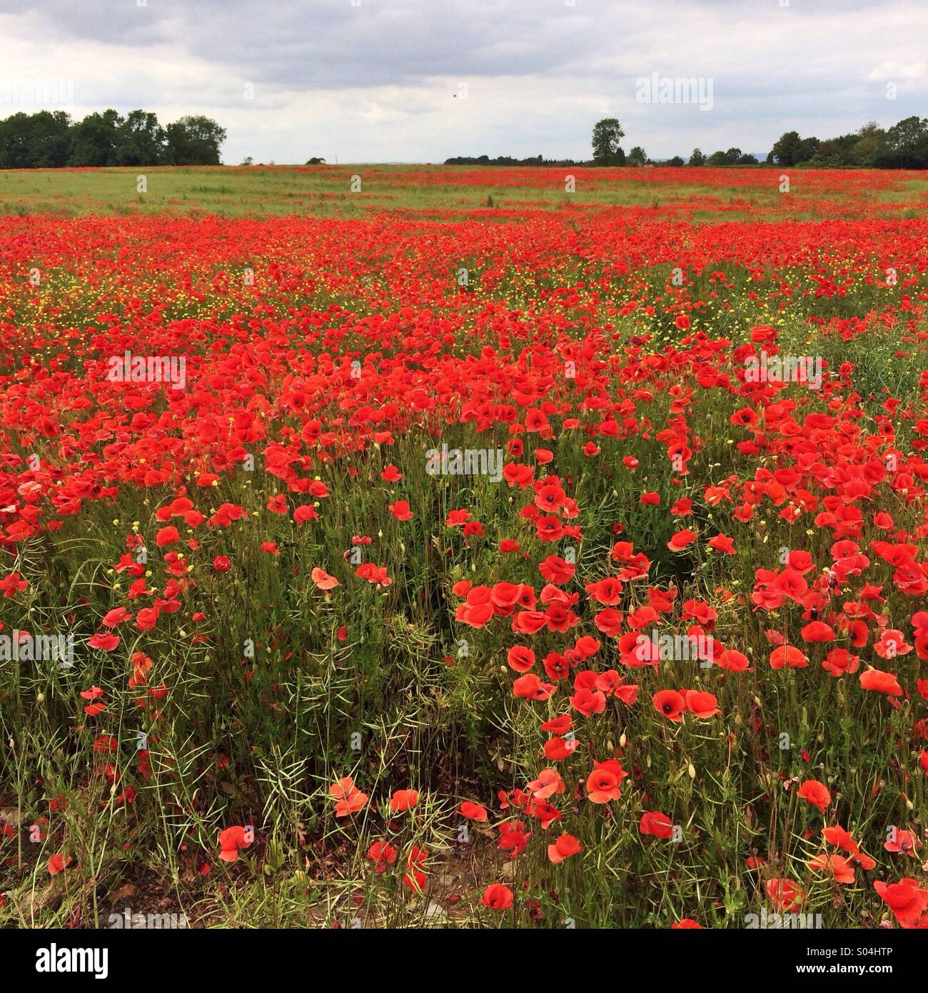 Wwi poppy field hi-res stock photography and images - Alamy
