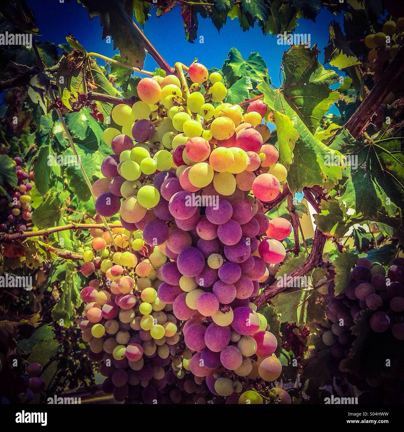 Bunch of colourful grapes Stock Photo - Alamy