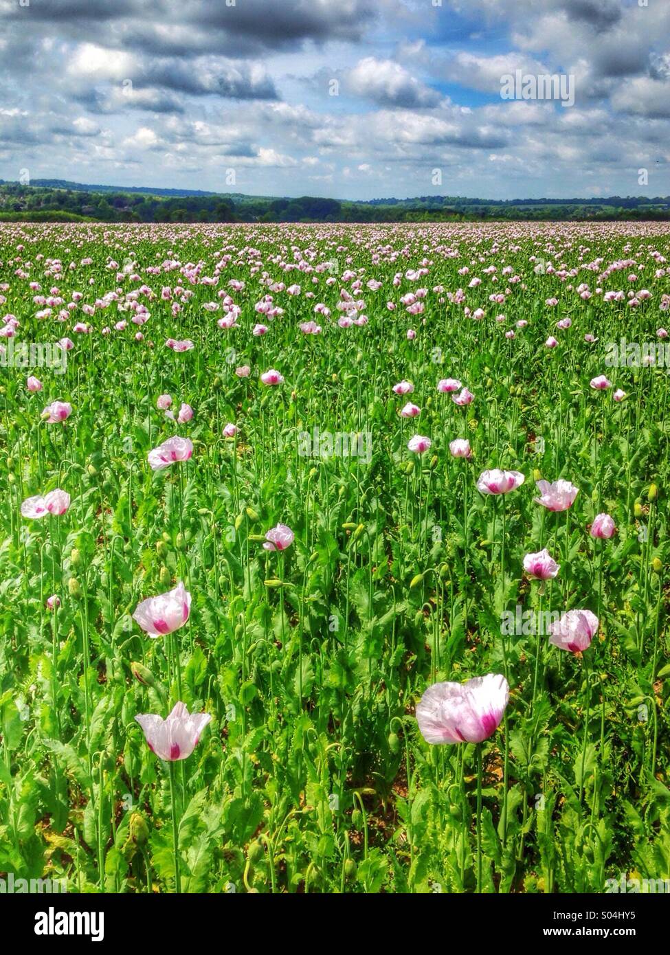 Poppy field wiltshire summer hi-res stock photography and images - Alamy