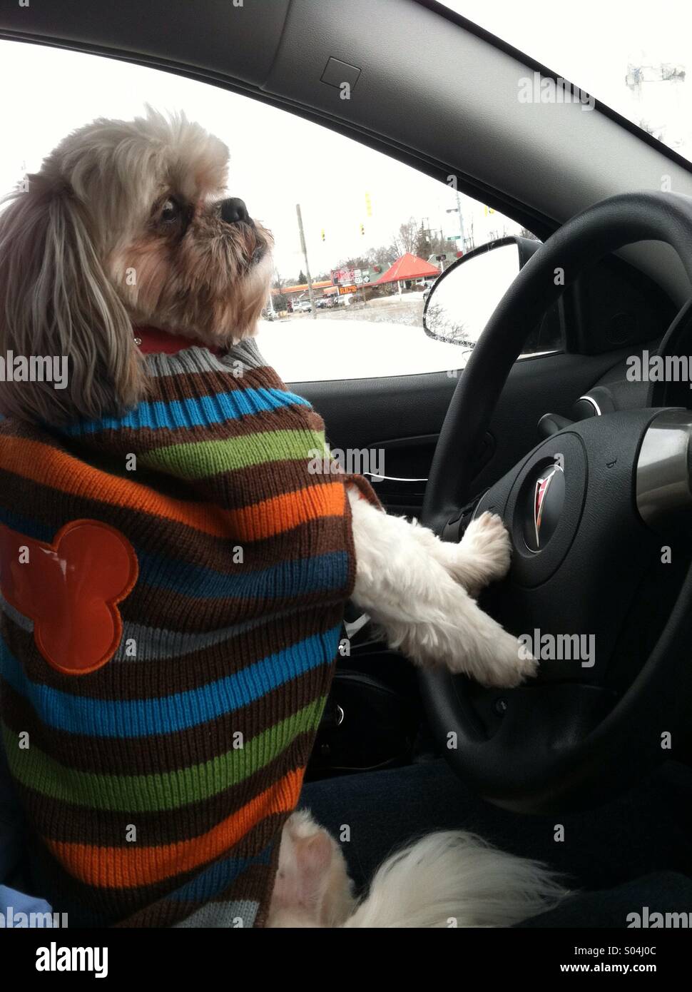 Puppy honking hi-res stock photography and images - Alamy