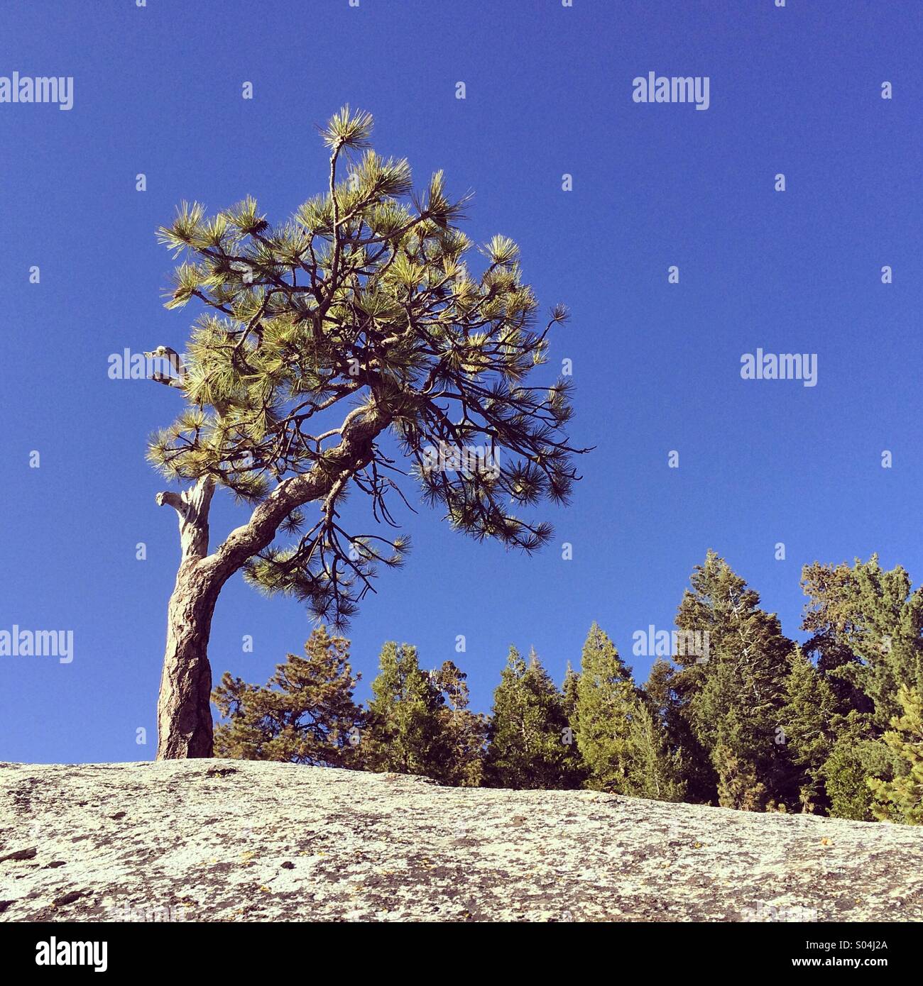 Jeffrey Pine growing in granite, Beetle Rock, Sequoia National Park ...