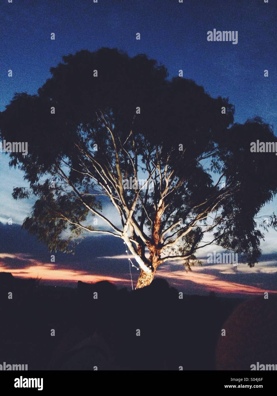 Feature tree hi-res stock photography and images - Alamy