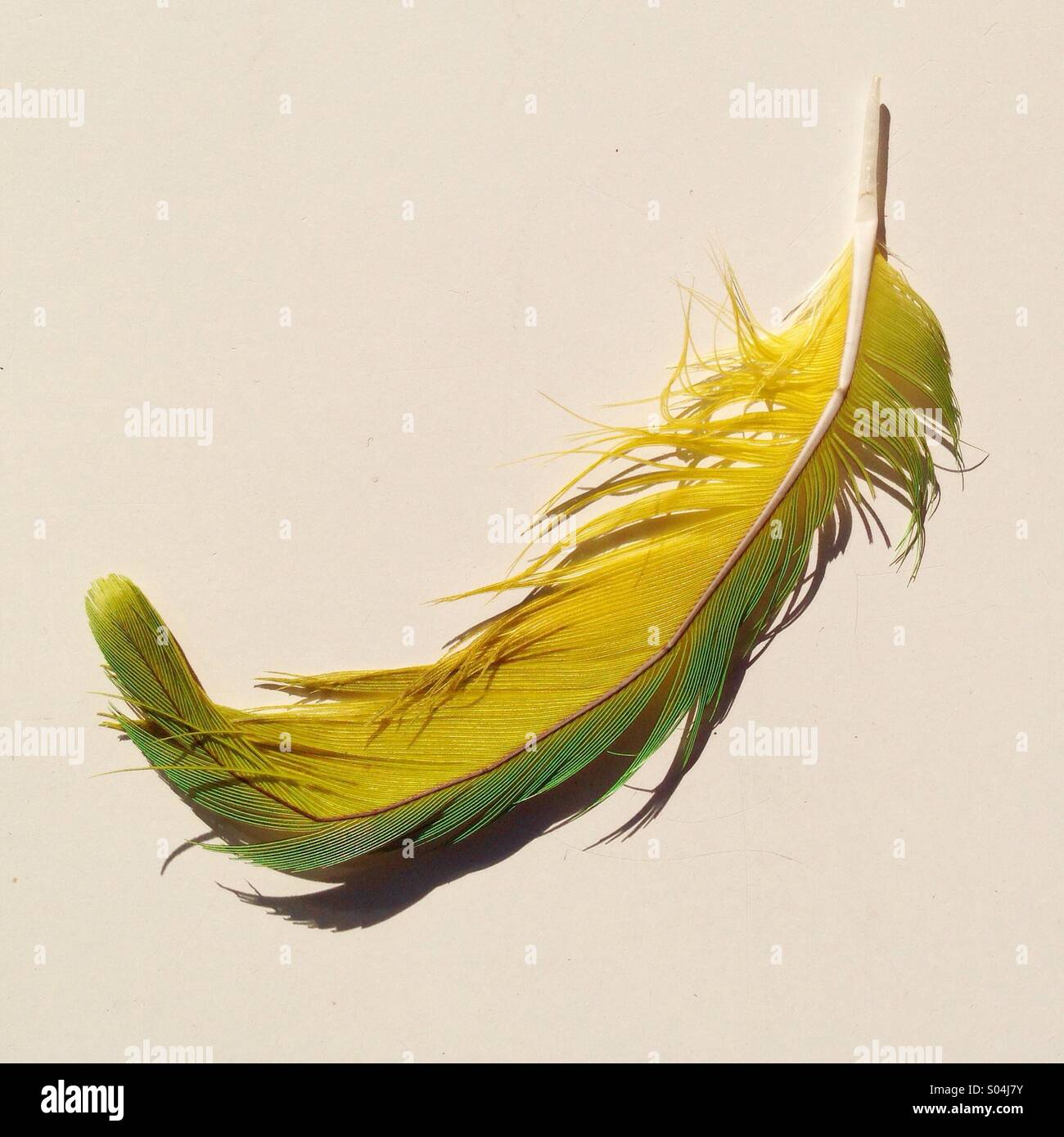 Exotic parakeet hi-res stock photography and images - Alamy