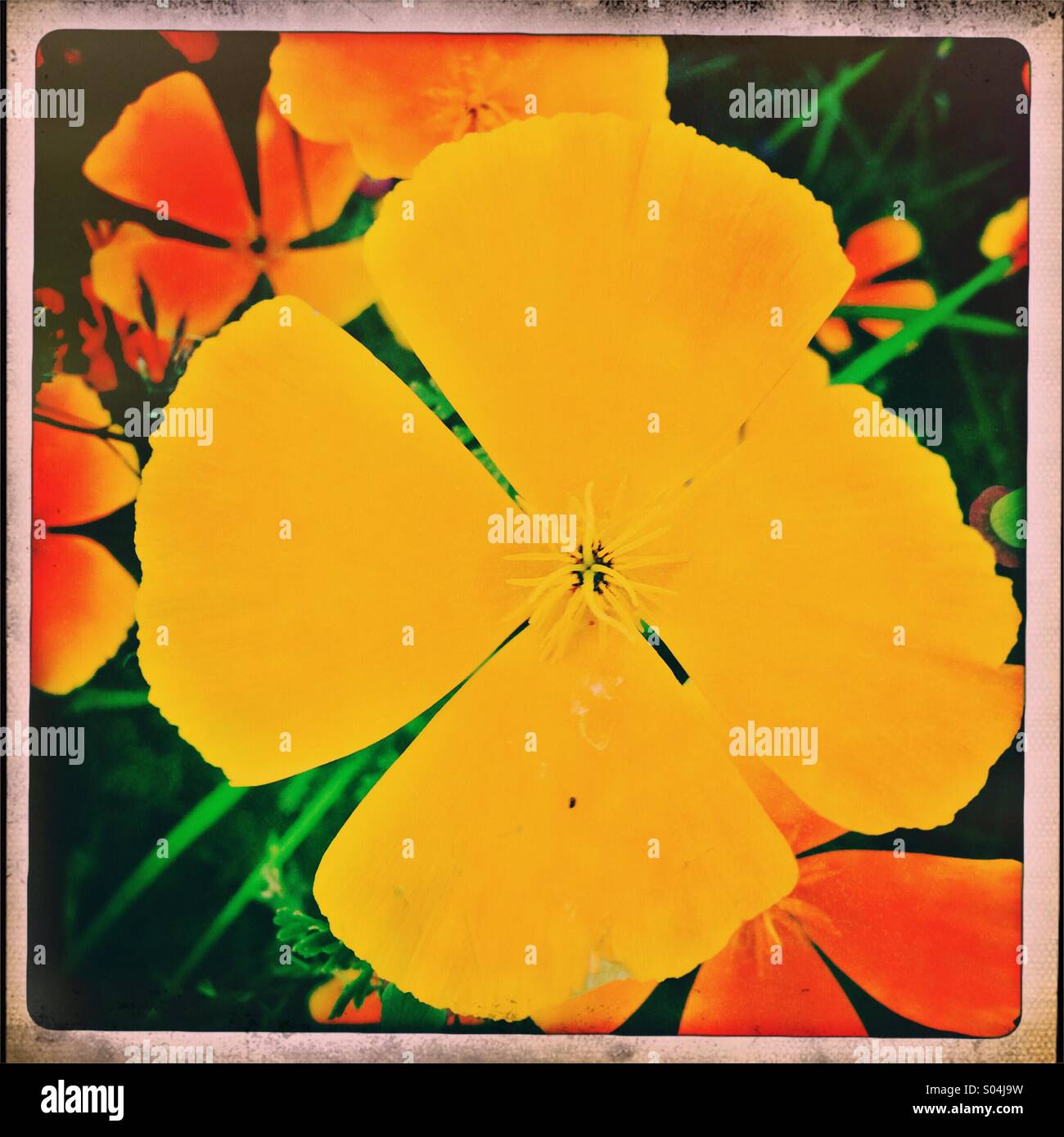 Four petalled hi-res stock photography and images - Alamy