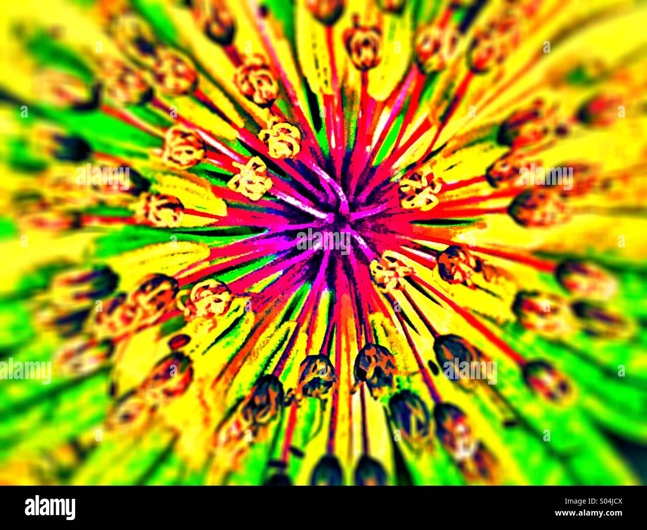 Flower head colour explosion Stock Photo - Alamy