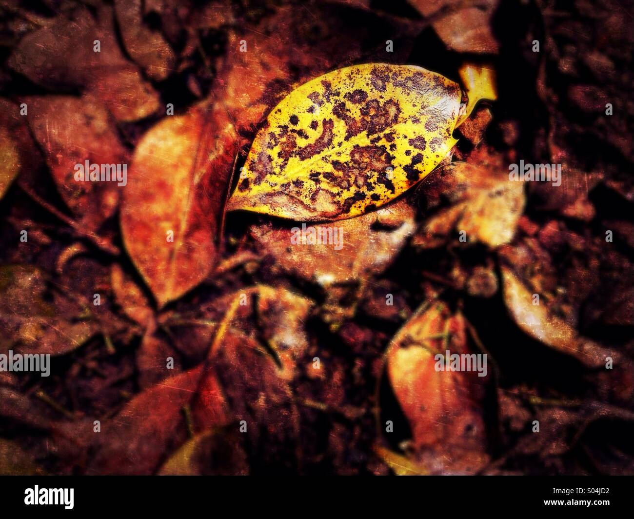Decaying leaf hi-res stock photography and images - Alamy