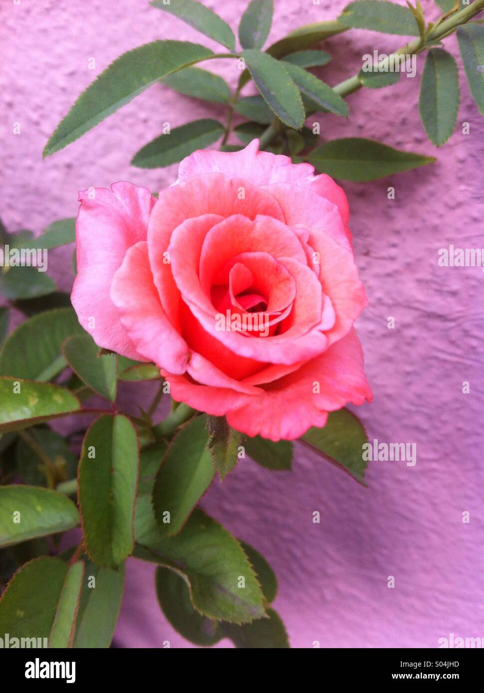 Pink and rose hi-res stock photography and images - Alamy