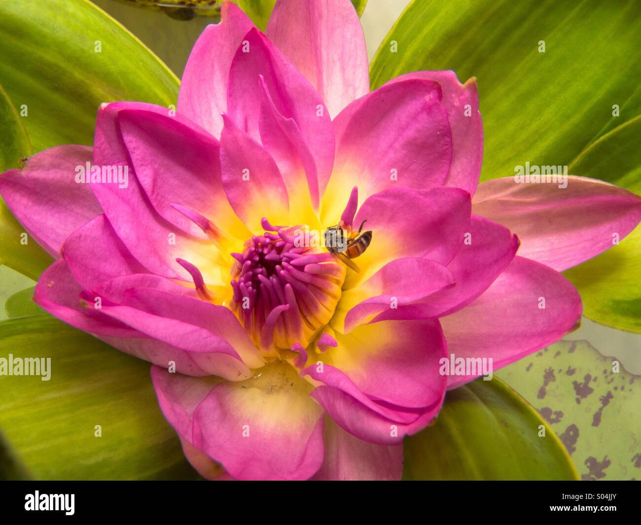 Honey of lotus flower hi-res stock photography and images - Alamy