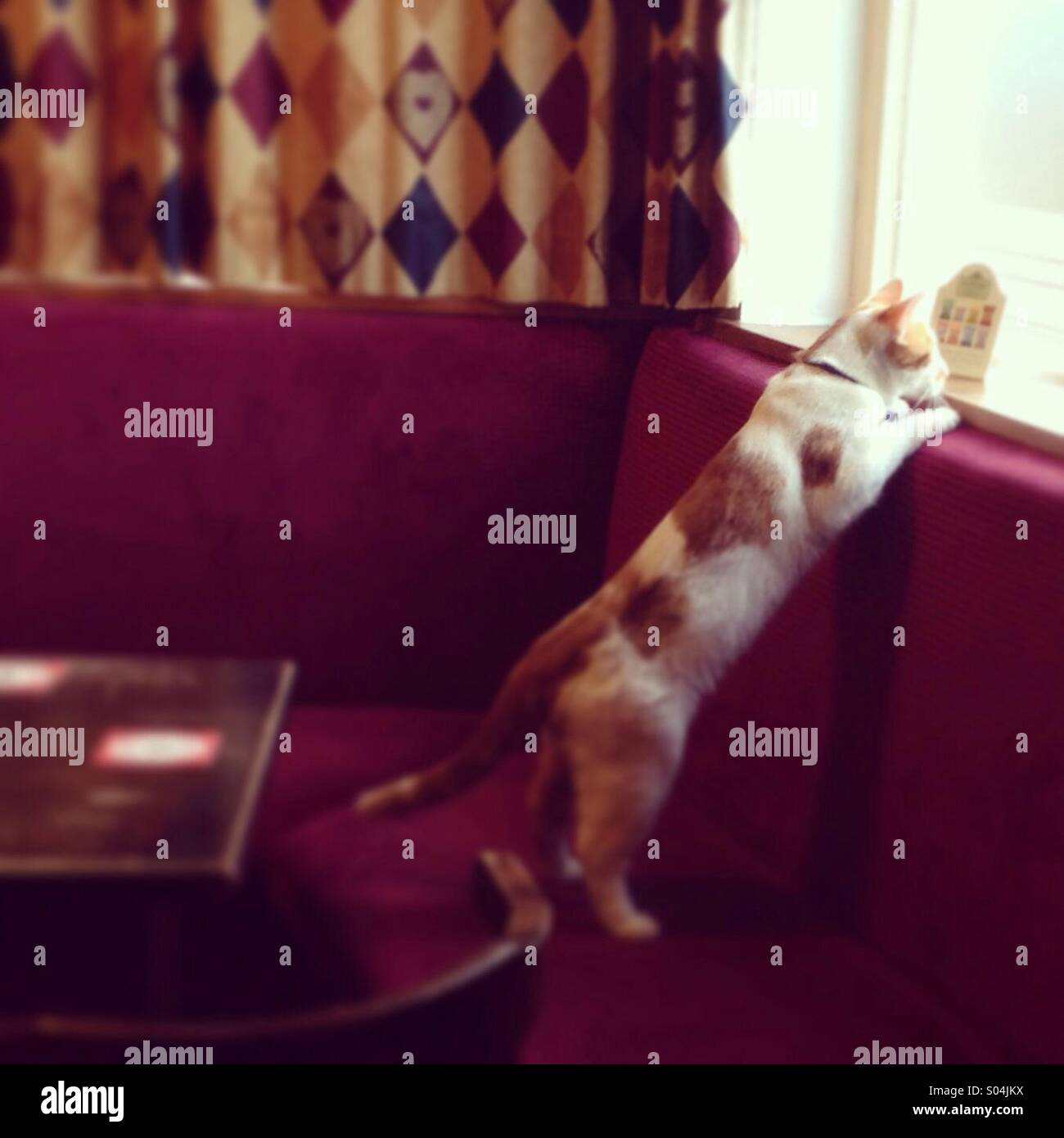 Pub cat hi-res stock photography and images - Alamy