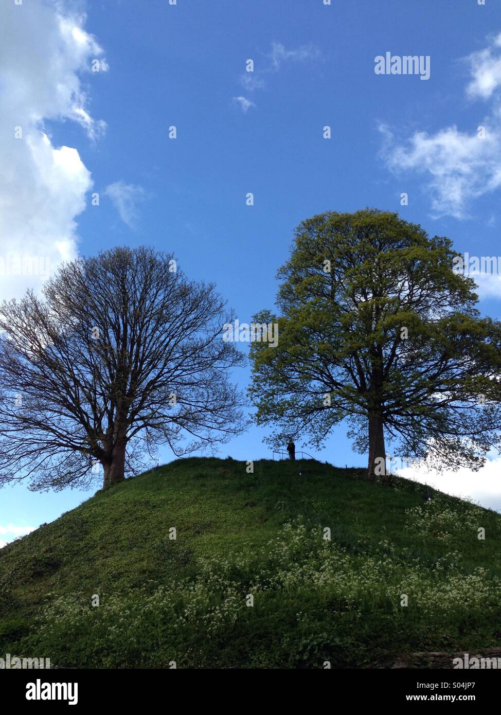 Trees on the hill Stock Photo - Alamy