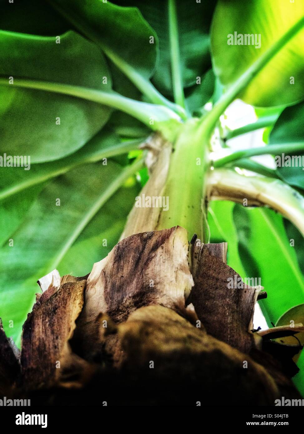 View from below a dwarf banana tree Stock Photo - Alamy
