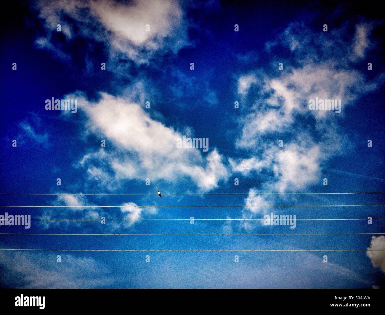 Bird on wires against dramatic blue sky Stock Photo - Alamy