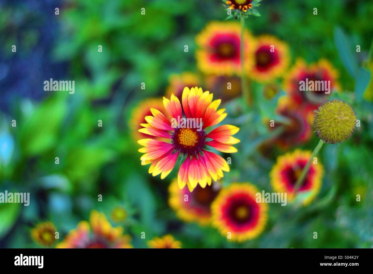 High quality flowers hi-res stock photography and images - Alamy