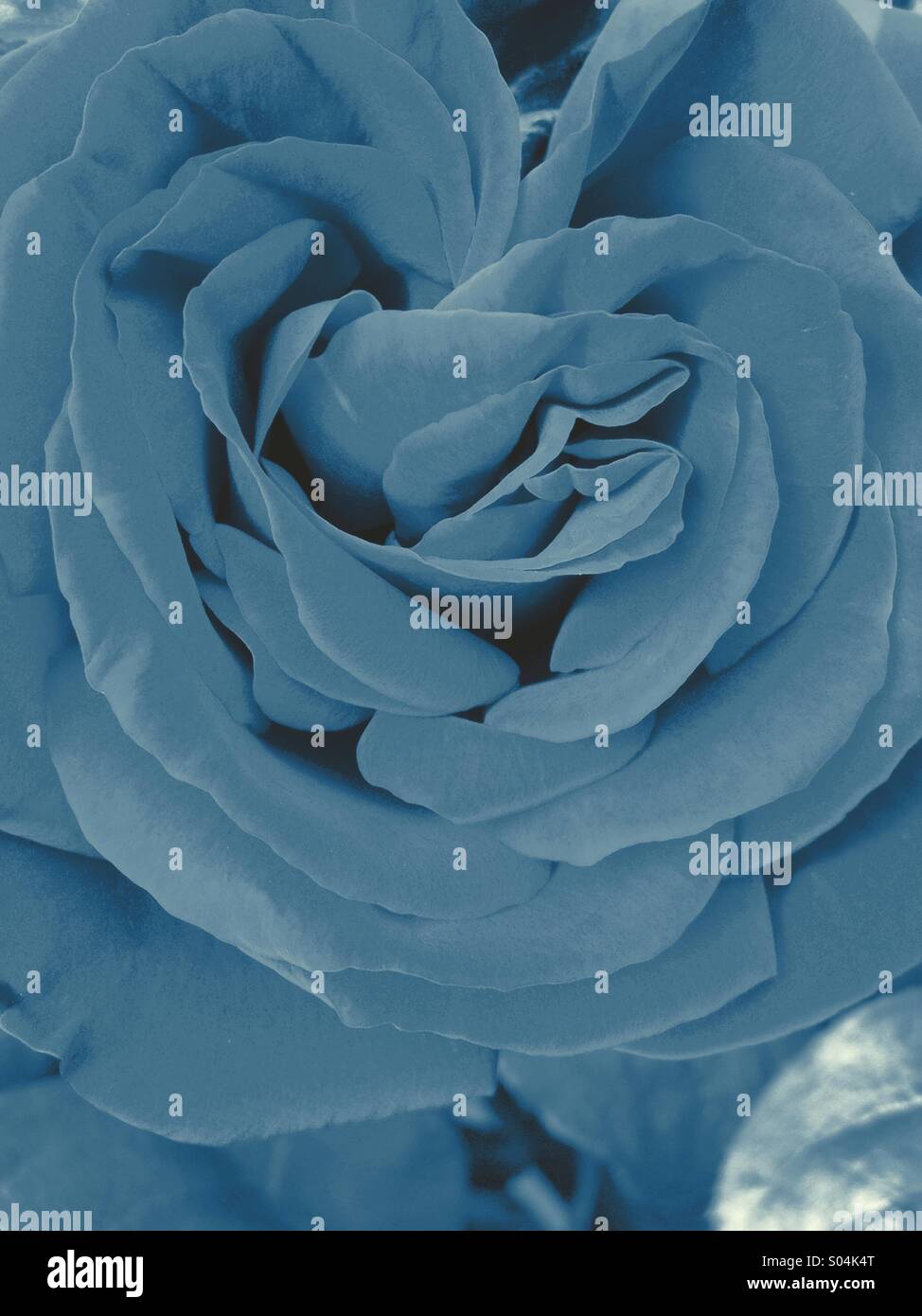 Rose texture hi-res stock photography and images - Alamy