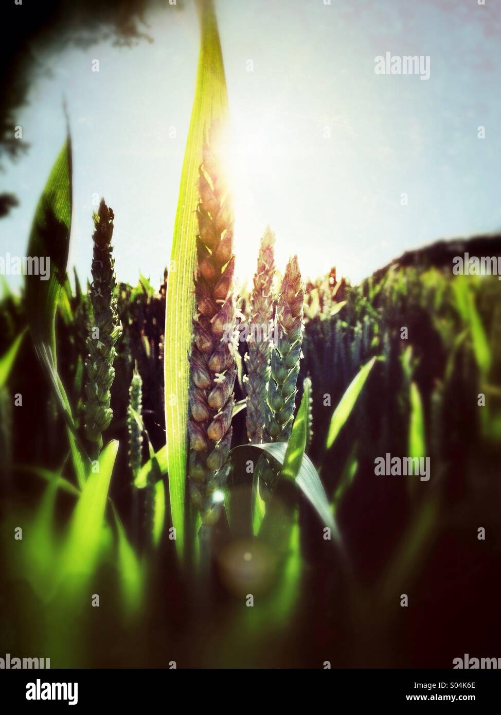 Stalk corn hi-res stock photography and images - Alamy