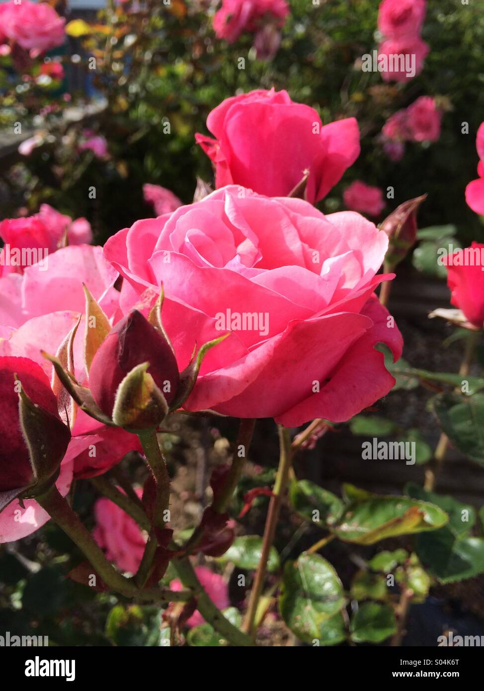 Beautiful pink roses Stock Photo - Alamy